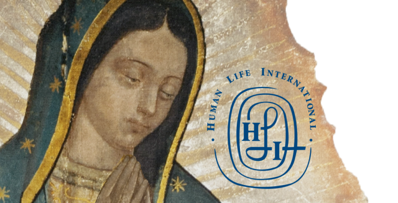 El papel fundamental de la familia en la sanación de la sociedad - Vida ...